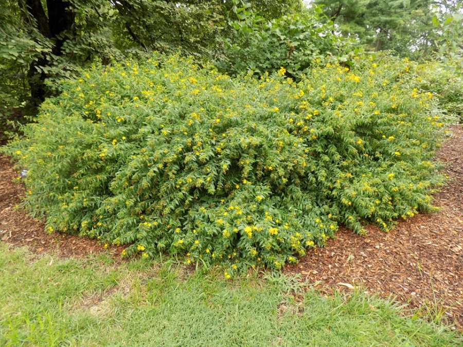 Shrubby St John S Wort Msd